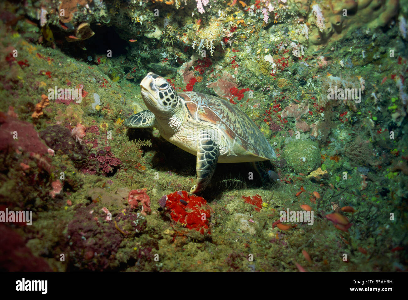 Hawksbill turtle resting on ledge of reef Sabah Malaysia L Murray Stock ...
