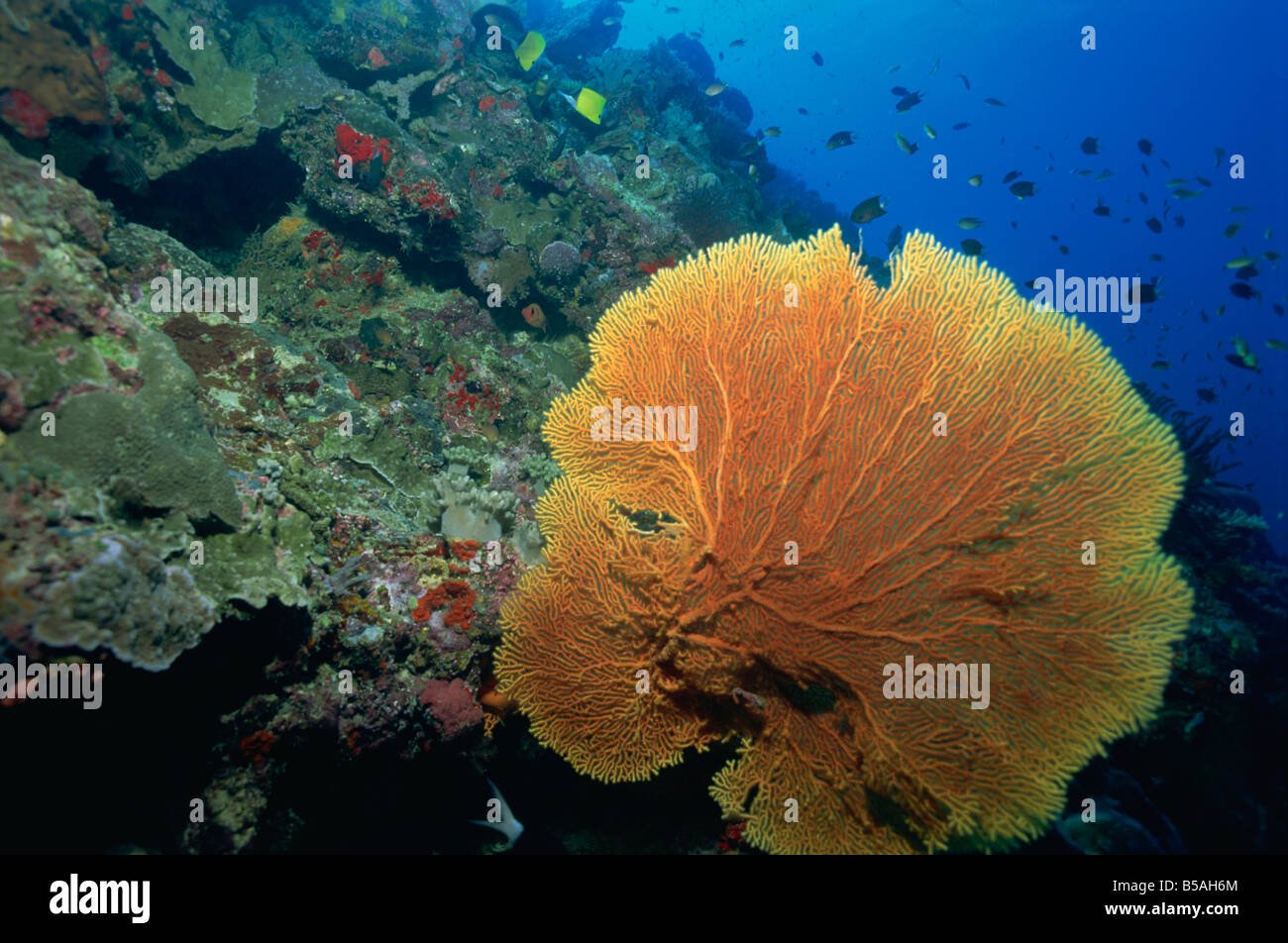 Gorgonian fan coral on reef slope Sabah Malaysia L Murray Stock Photo ...