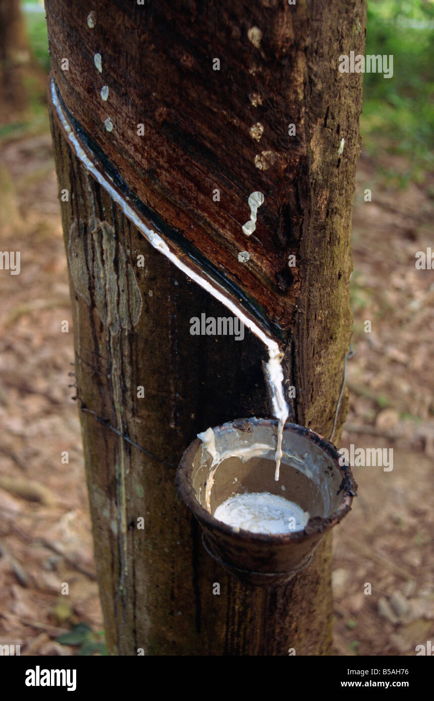 Rubber tapping hi-res stock photography and images - Alamy