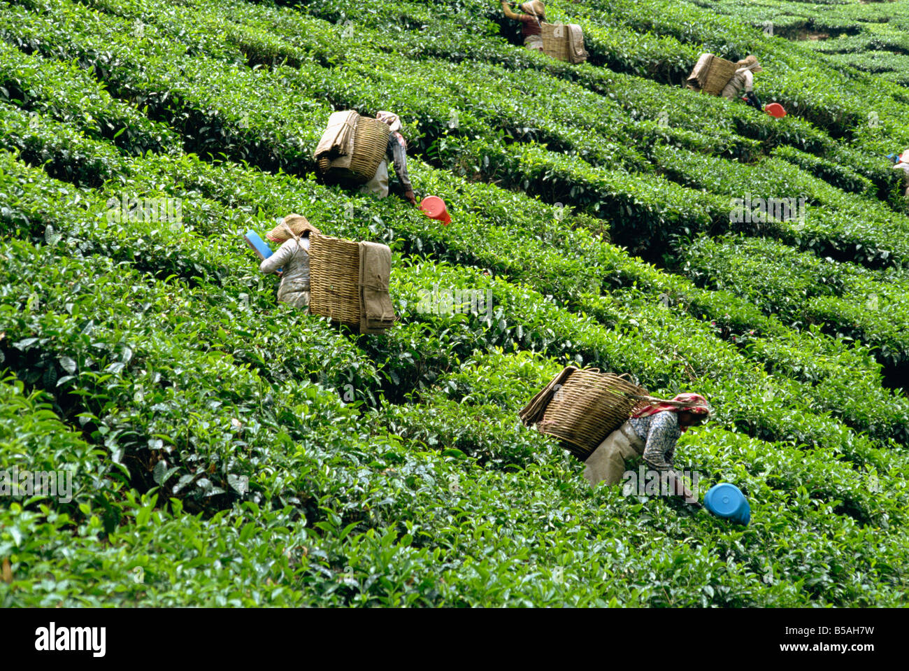 Tea picking Cameron Highlands Malaysia Southeast Asia Asia Stock Photo ...
