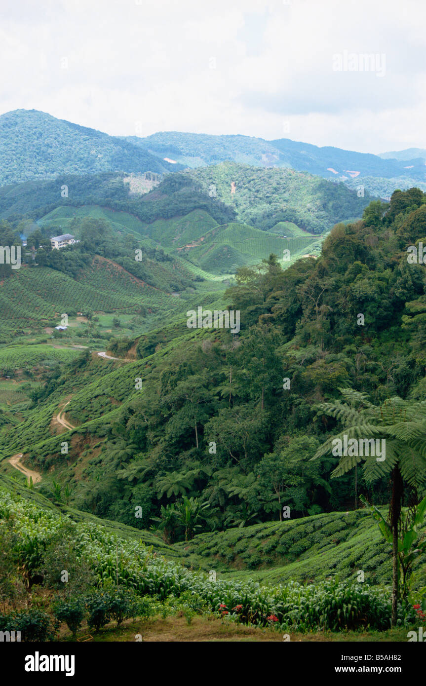 Cameron highlands landscapes hi-res stock photography and images - Alamy