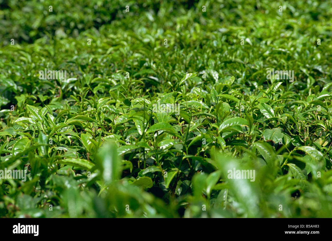 Tea bushes Cameron Highlands Malaysia Southeast Asia Asia Stock Photo ...