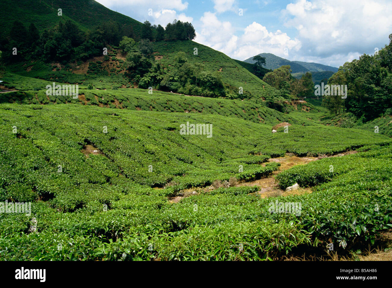 Tea country Cameron Highlands Malaysia Southeast Asia Asia Stock Photo ...