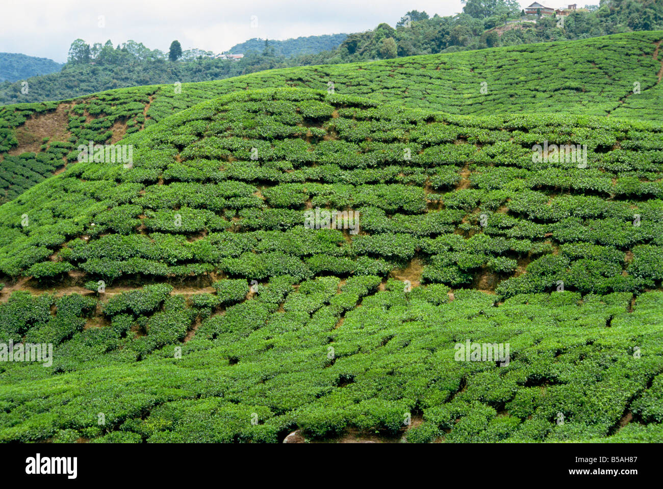 Cameron highlands tea gardens hi-res stock photography and images - Alamy