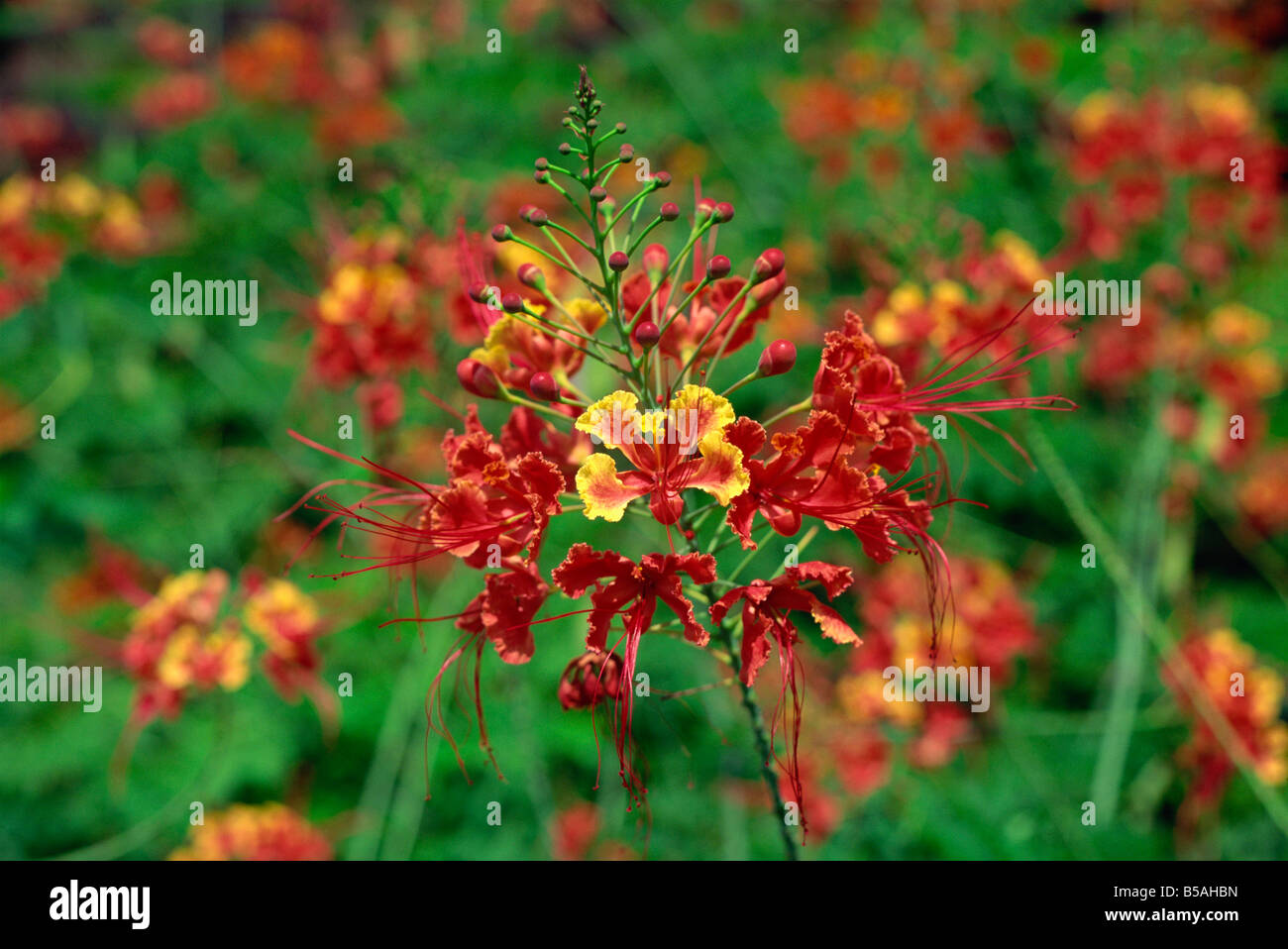 Red flowers on Pulau Manukan an island in Tunku Abdul Rahman Park ...