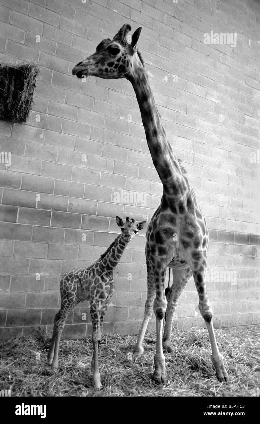 Chessington Zoo: Rebecca the giraffe calf seen here with her mother ...