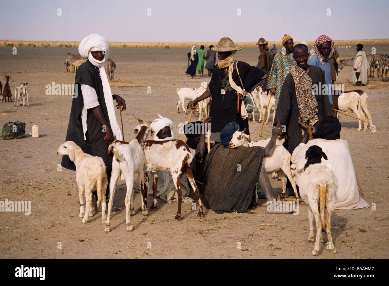 Men and goats on market day Kanioume Mali Africa D C Poole Stock Photo ...