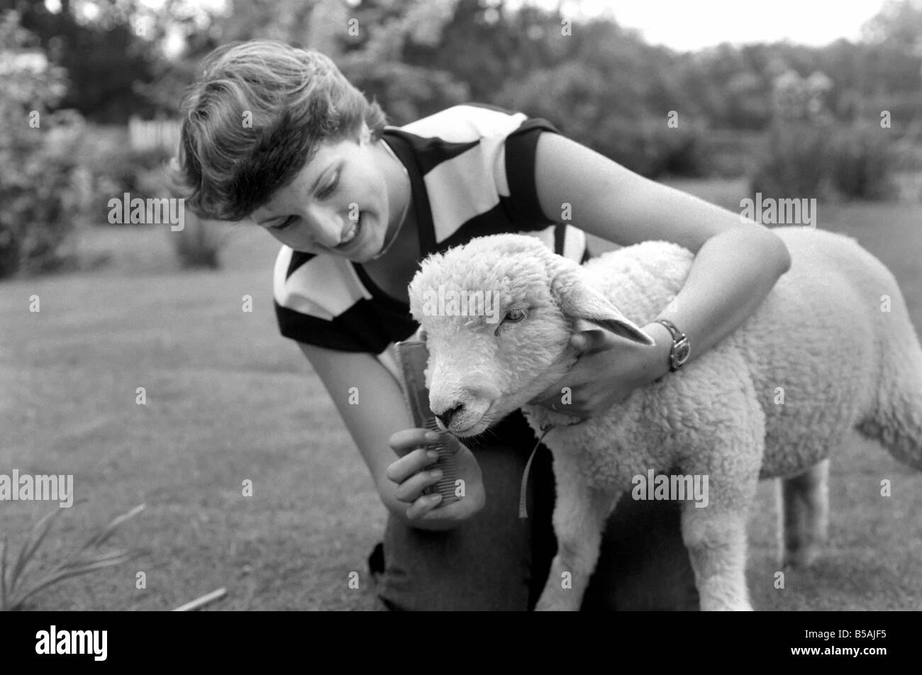 Woman feeding and grooming Larry the lamb. June 1980 Stock Photo - Alamy