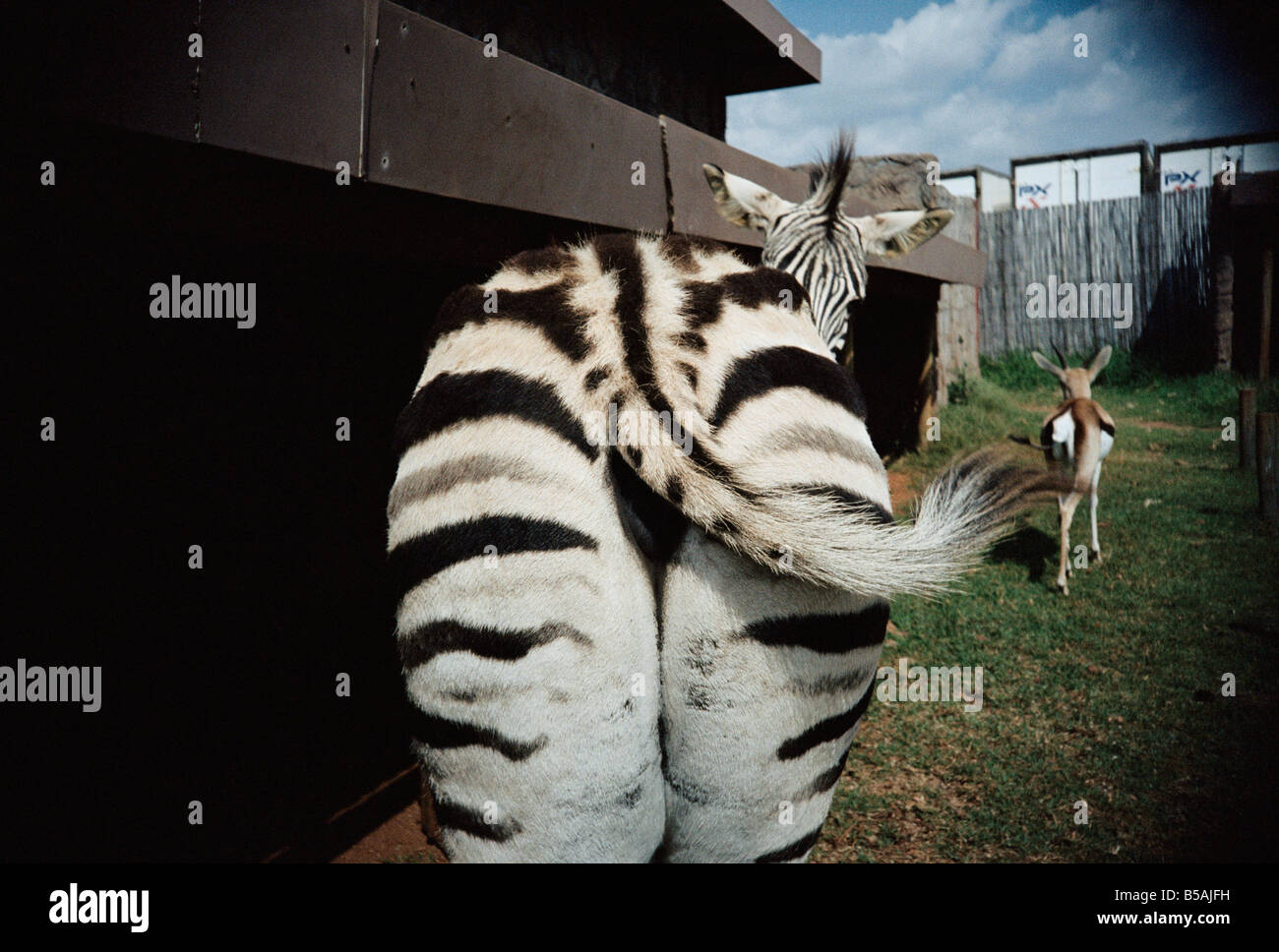 South Africa, Gauteng, Tame zebra in camp Stock Photo - Alamy