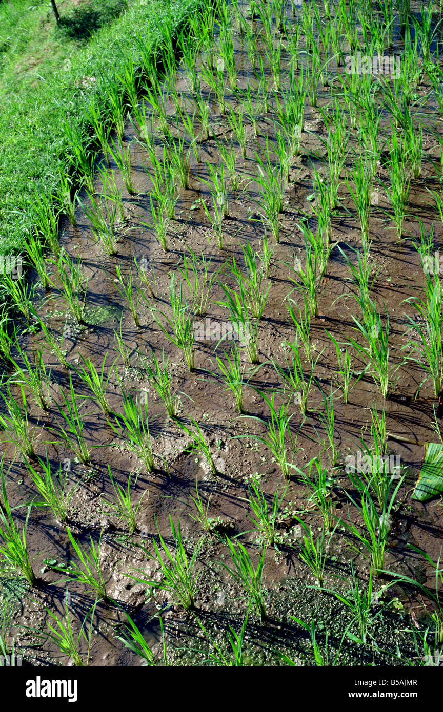 Young rice plants Bali Indonesia Southeast Asia Asia Stock Photo - Alamy