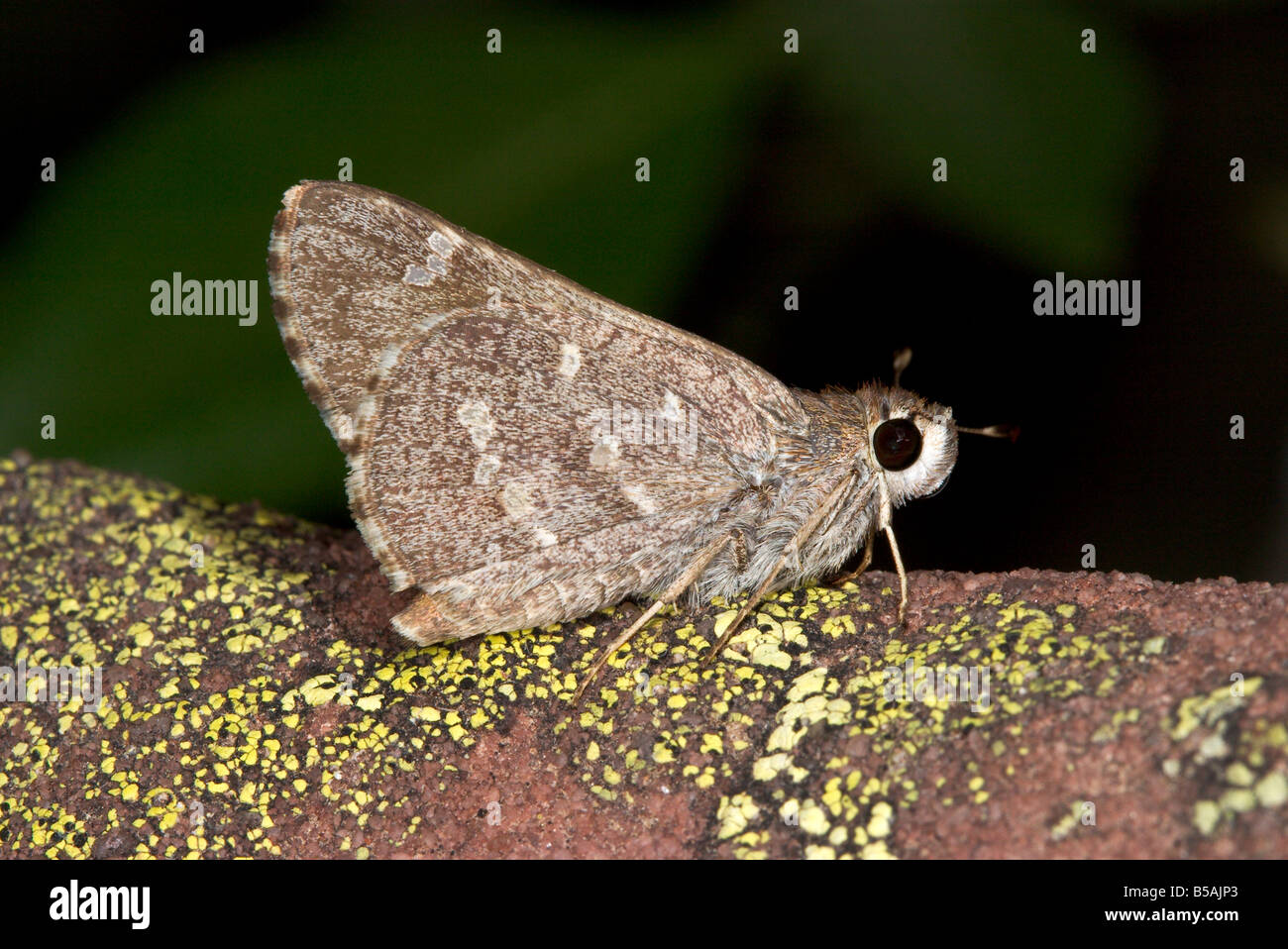 Sheep Skipper Atrytonopsis edwardsii Stock Photo - Alamy
