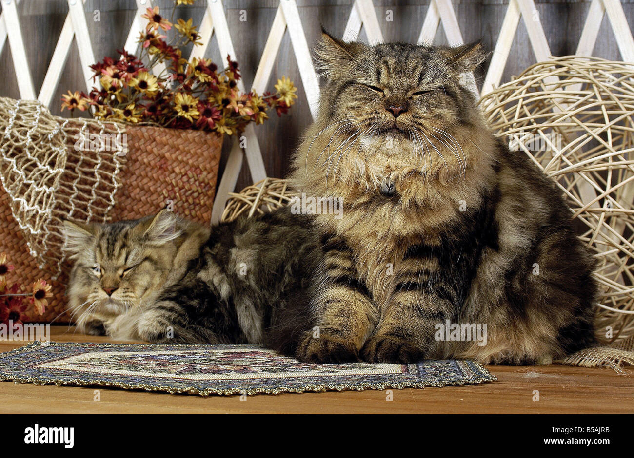 Cats and Pet Animal Stock Photo - Alamy