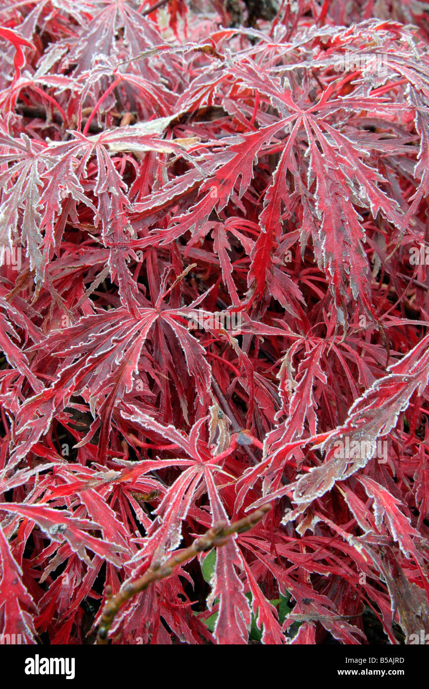 Inaba shidare japanese maple hi-res stock photography and images - Alamy