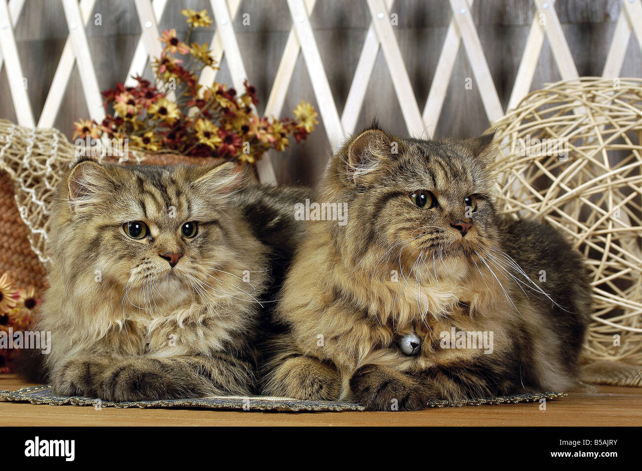 Cats and Pet Animal Stock Photo - Alamy