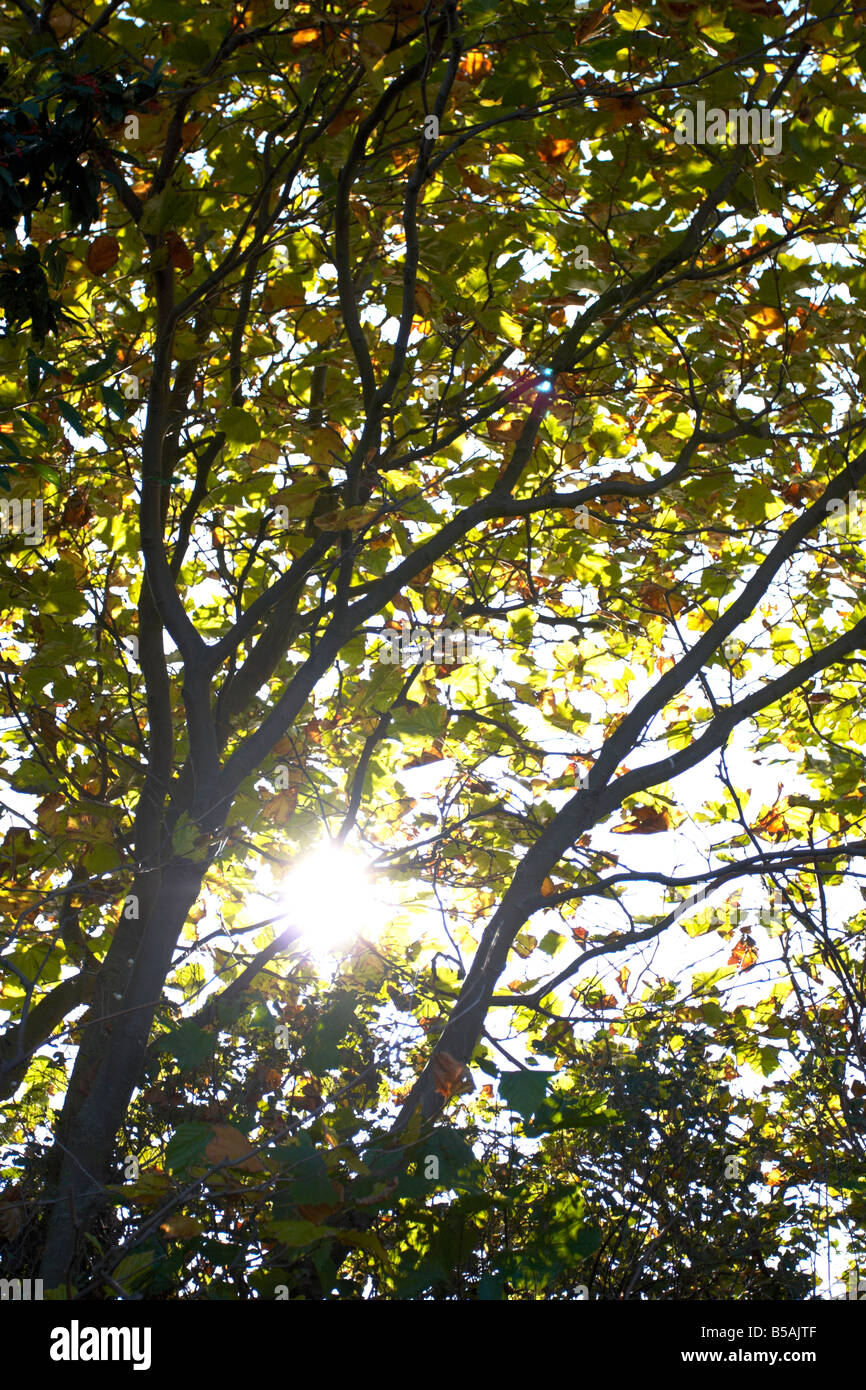light against tree Stock Photo - Alamy