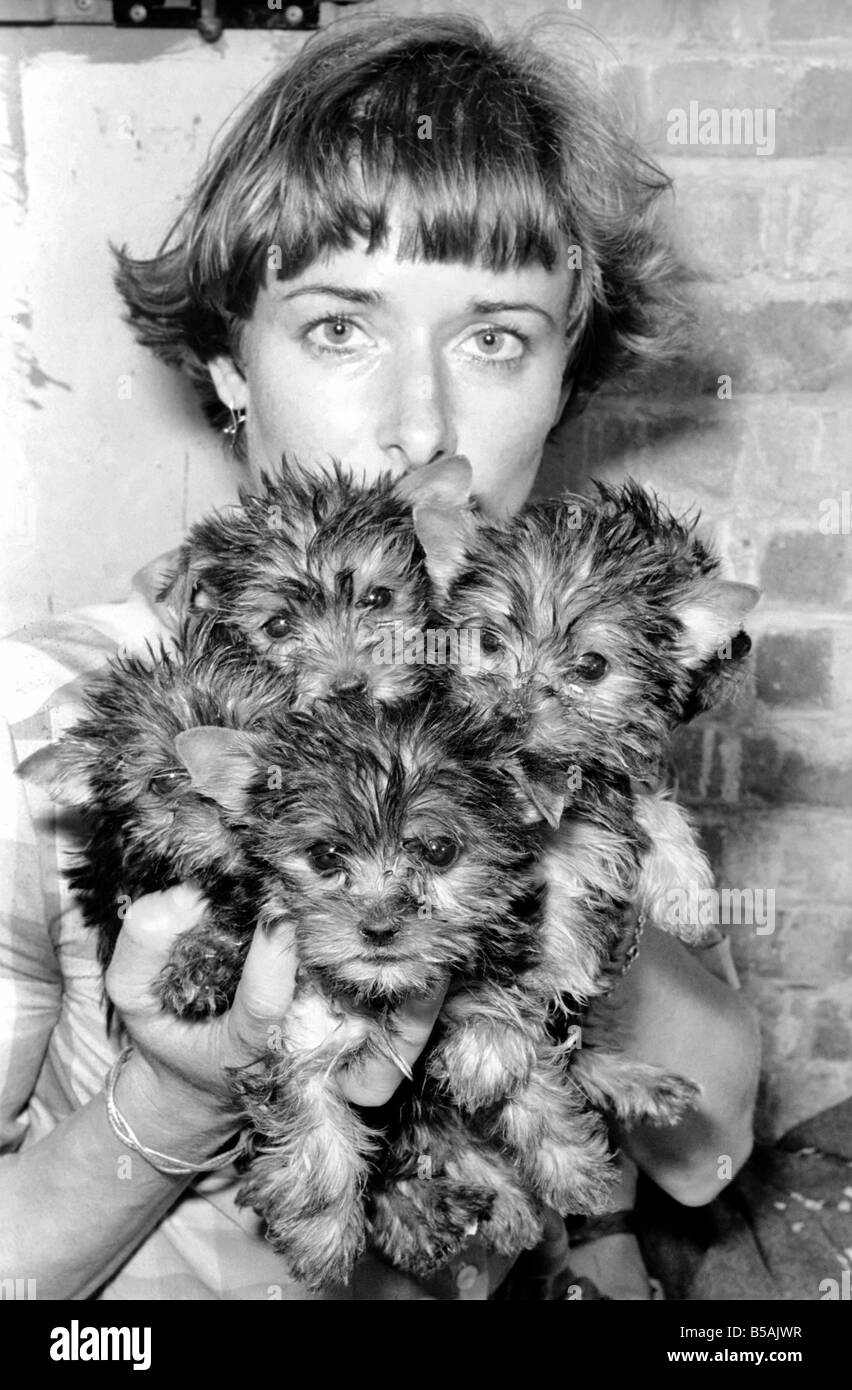 Puppies basket Black and White Stock Photos & Images - Alamy