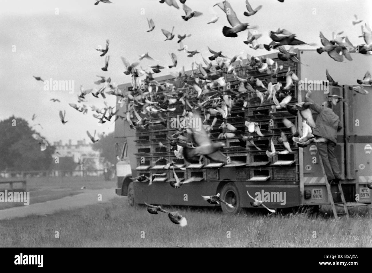 Sport: Pigeon Racing: Millions of Pigeon Racing enthusiasts love their ...