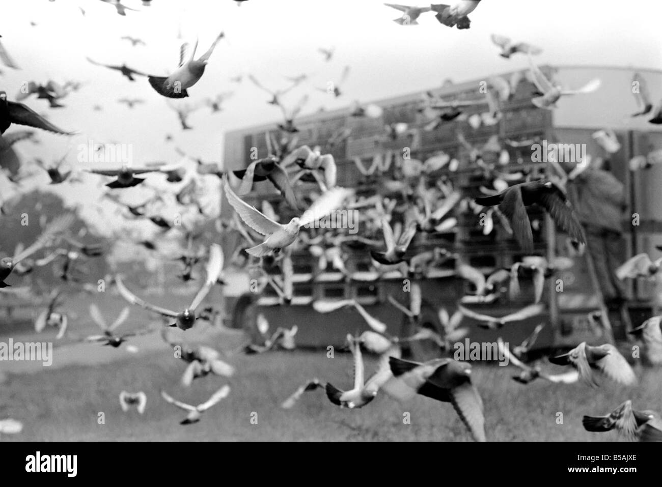 Sport: Pigeon Racing: Millions of Pigeon Racing enthusiasts love their ...