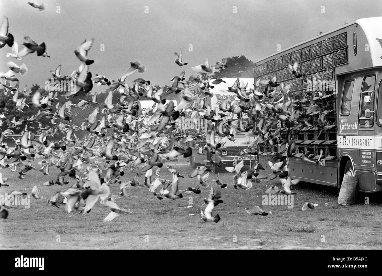 Millions of Pigeon Racing enthusiasts love their birds, and they stand ...