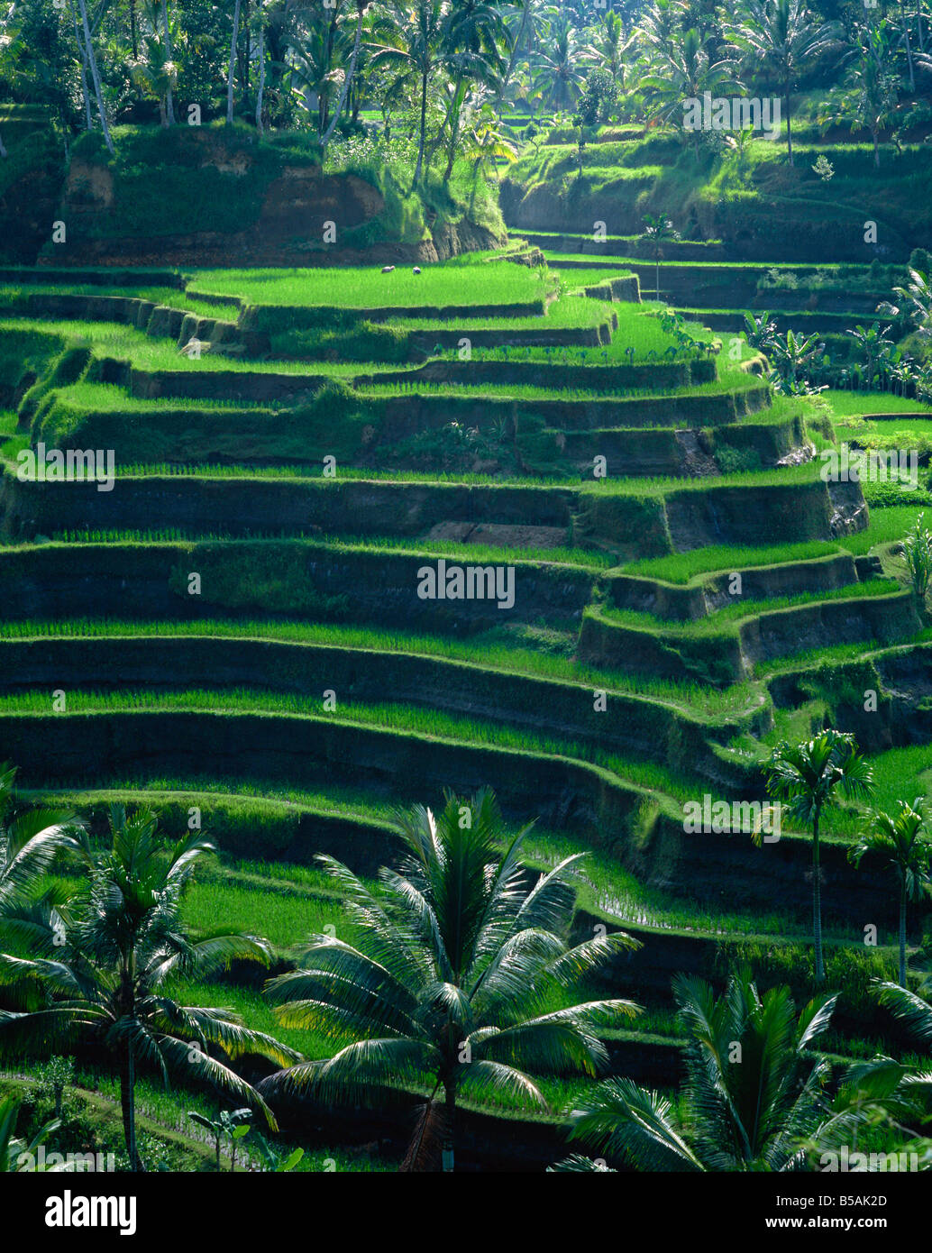 Rice terraces Bali Indonesia Southeast Asia Asia Stock Photo - Alamy