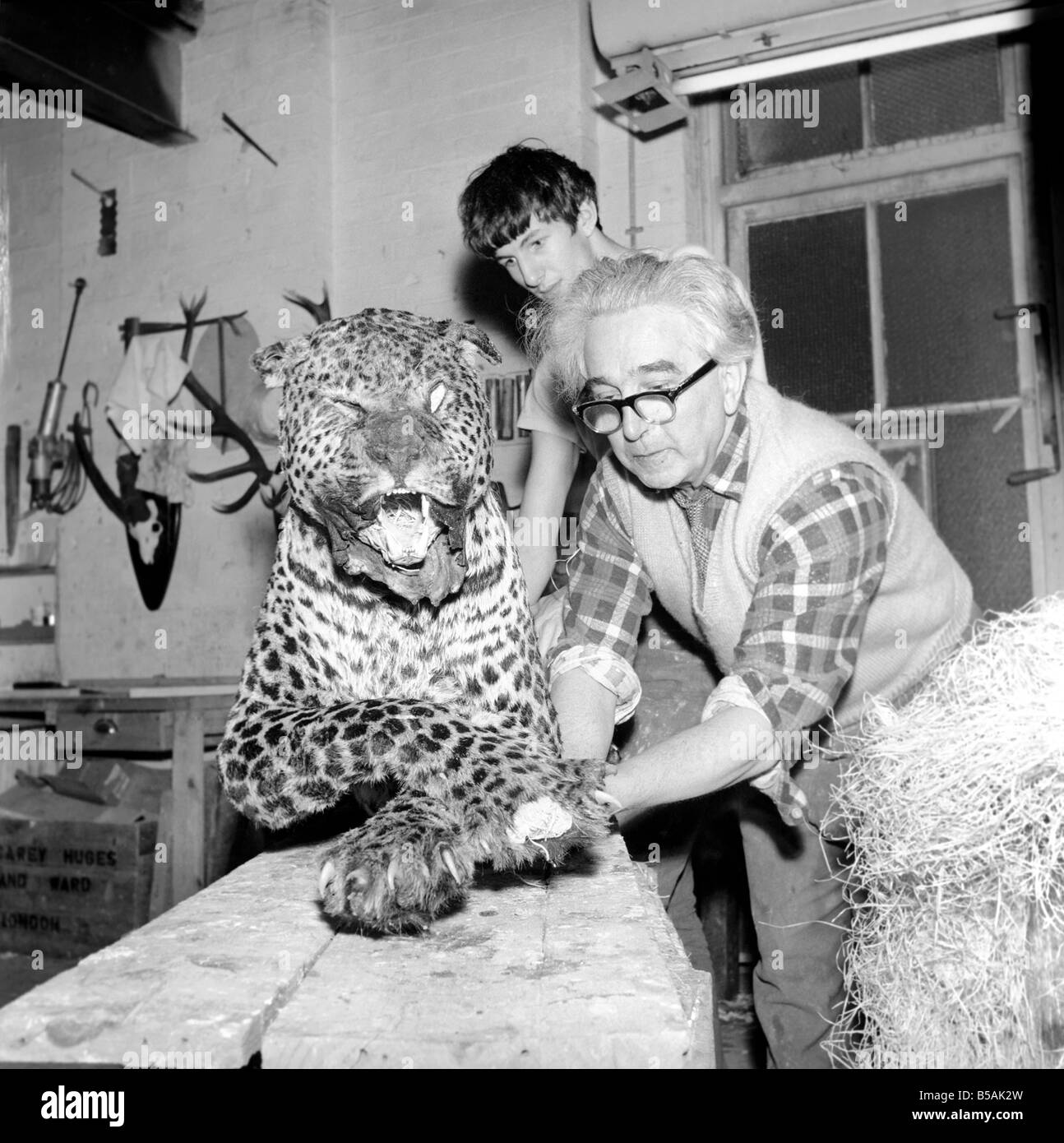Taxidermist taxidermy Black and White Stock Photos & Images - Alamy