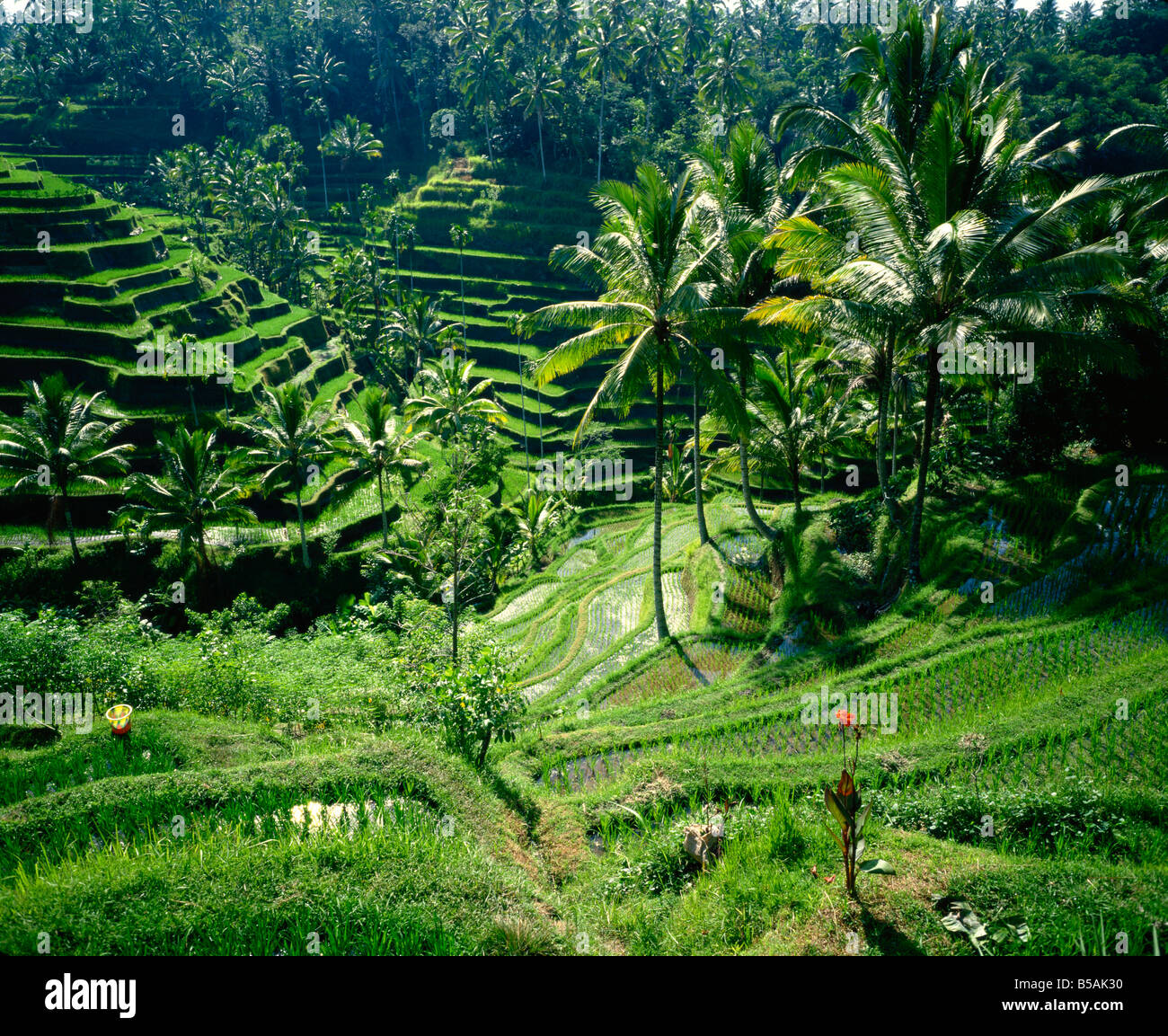 Rice terraces Bali Indonesia Southeast Asia Asia Stock Photo - Alamy