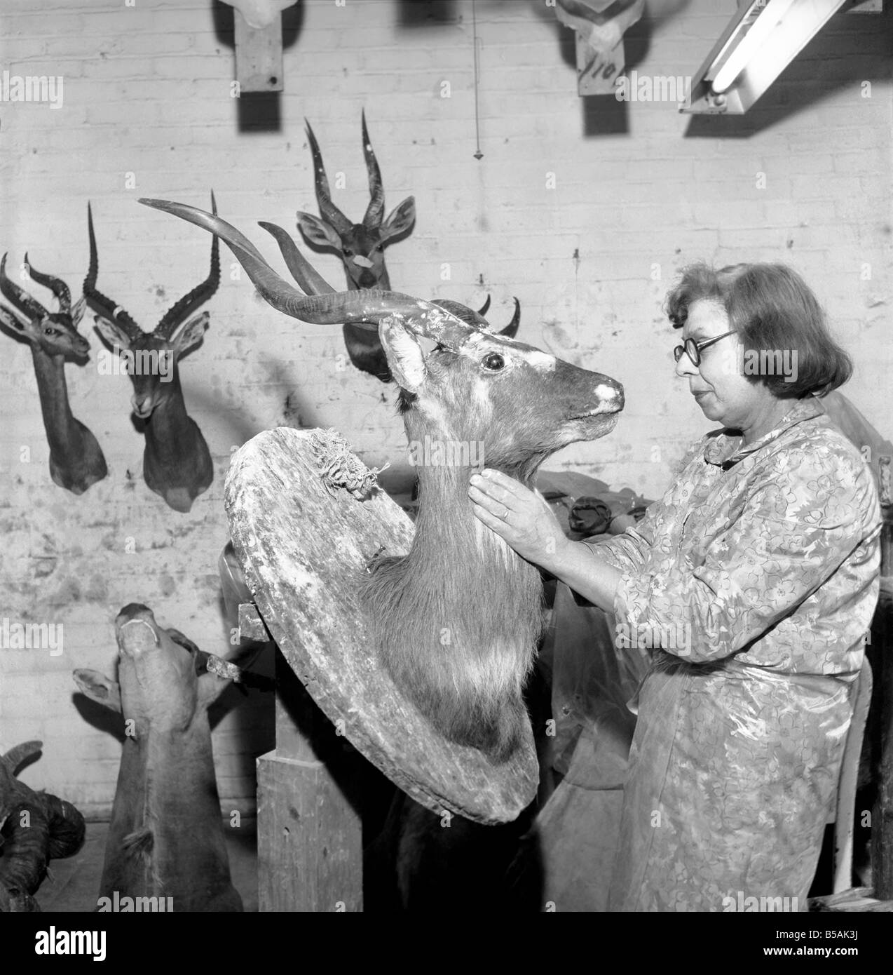 Craftswoman at work in a taxidermist workshop, seen here mounting a ...