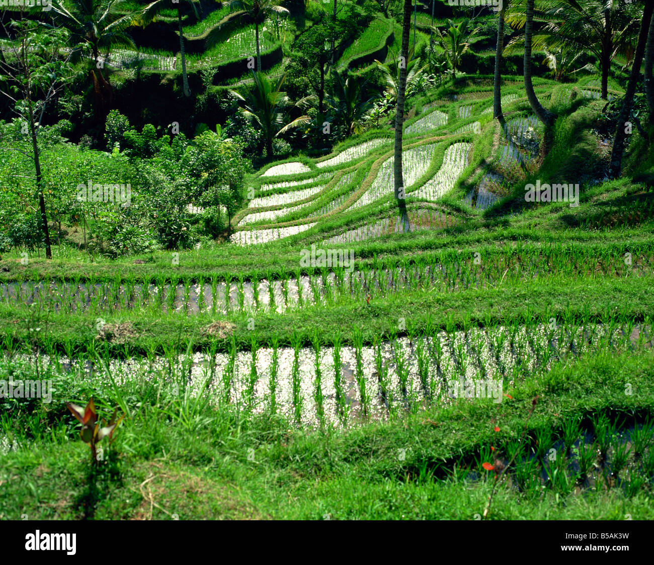 Rice terraces Bali Indonesia Southeast Asia Asia Stock Photo - Alamy