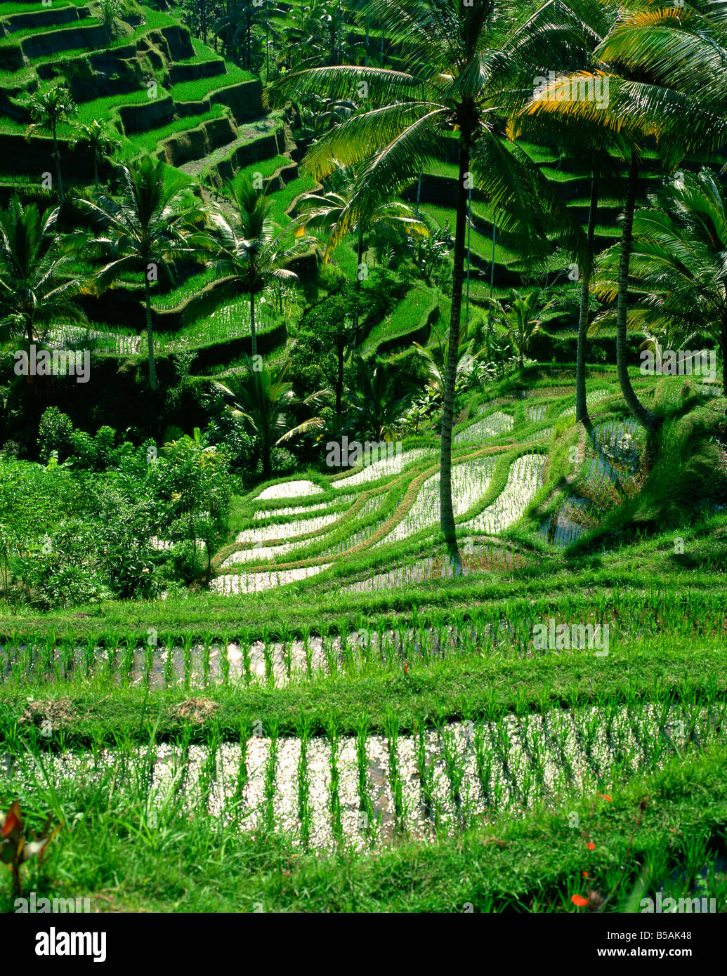 Rice terraces Bali Indonesia Southeast Asia Asia Stock Photo - Alamy