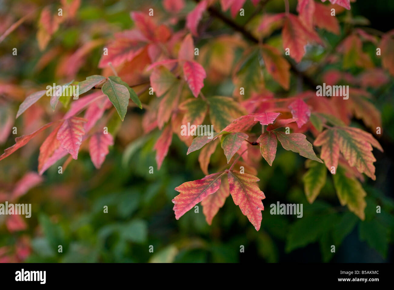 Green leaves filling the frame hi-res stock photography and images - Alamy