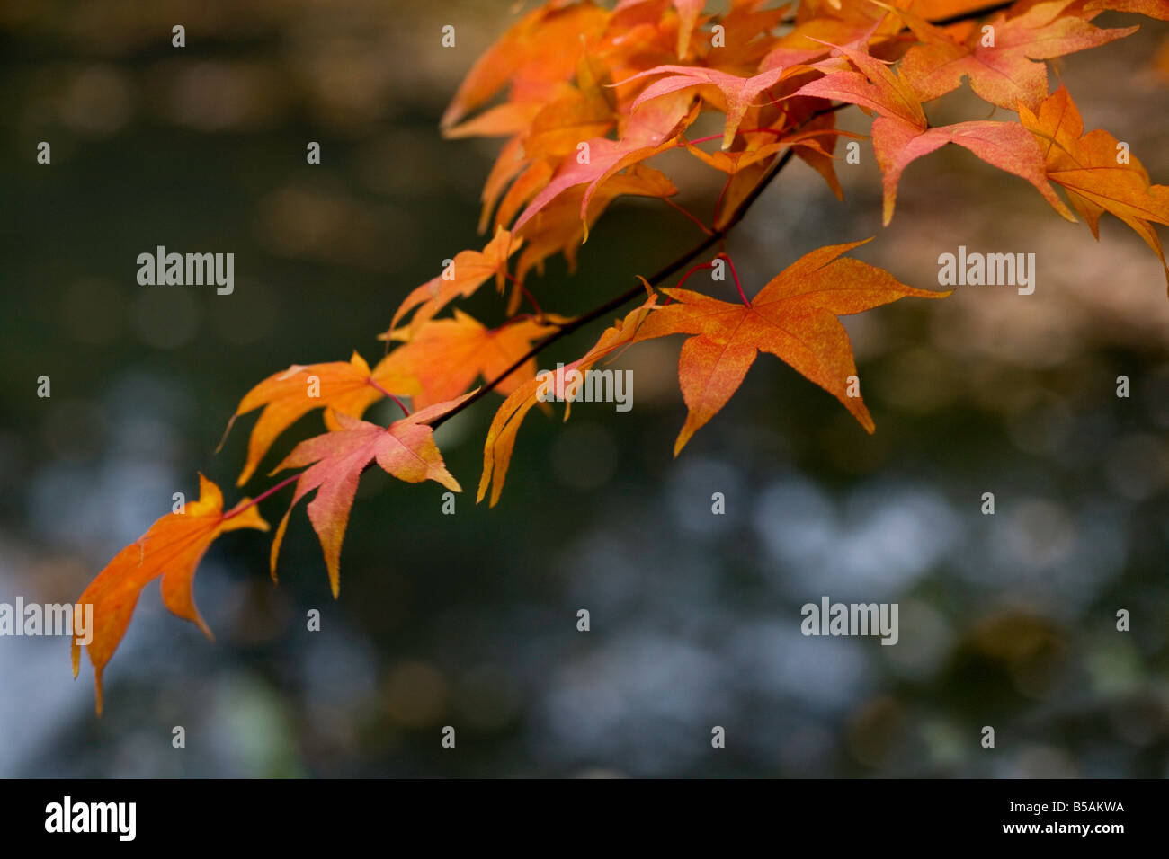 Green leaves filling the frame hi-res stock photography and images - Alamy