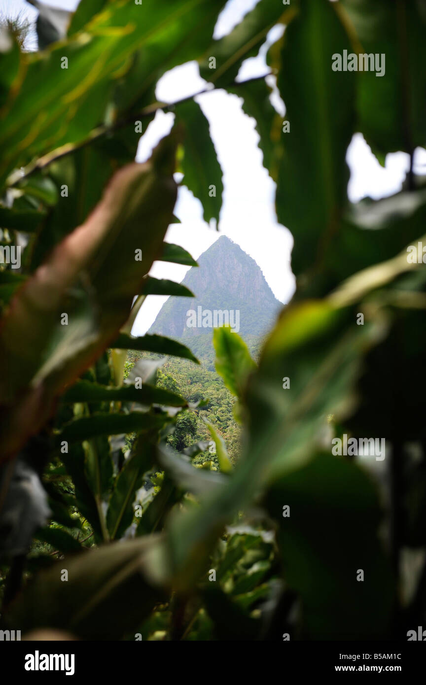 THE BOTANIC GARDENS WITH A VIEW OF PETIT PITON AT THE TORAILLE ...