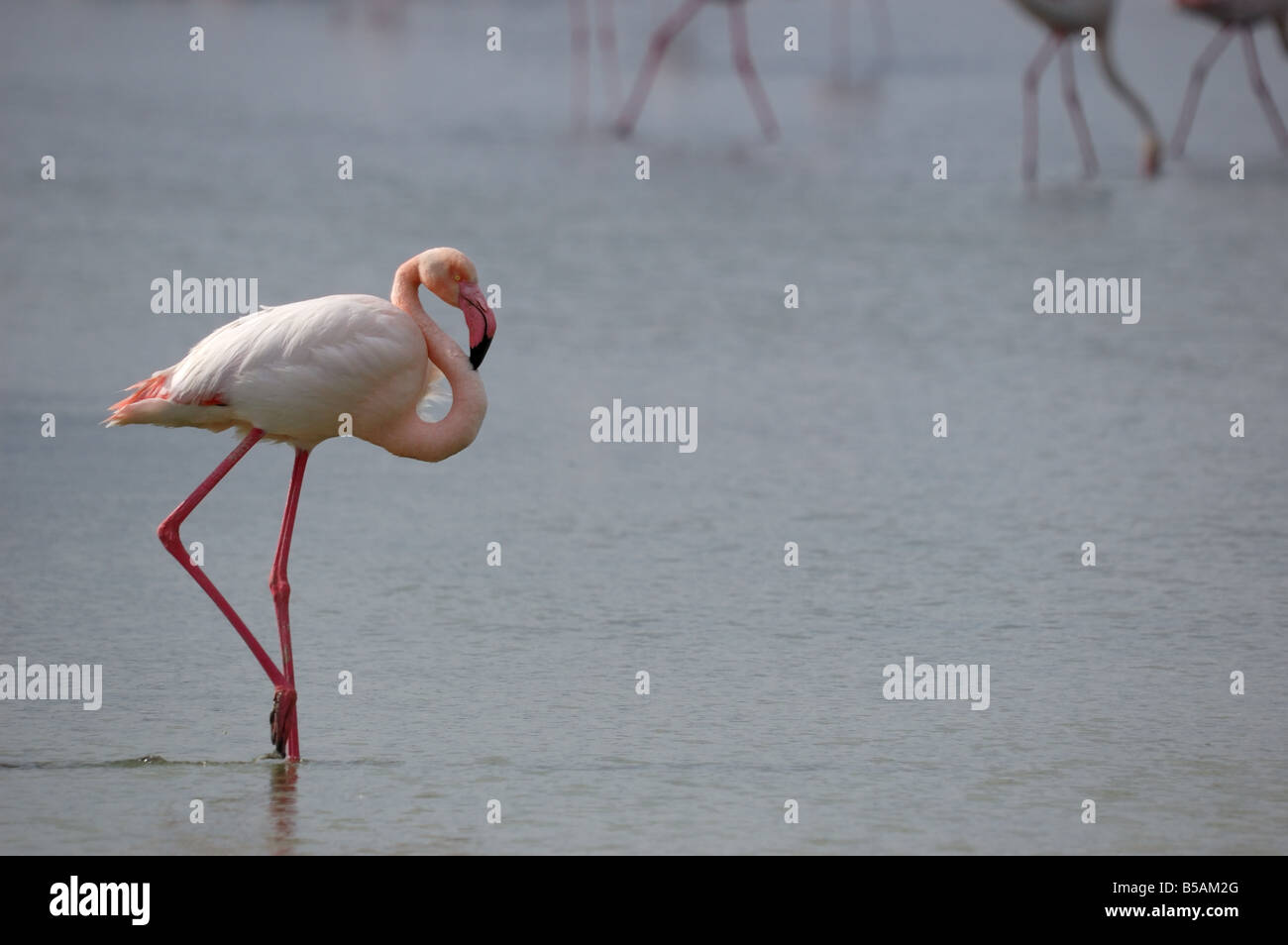 a picture of a flamingo Stock Photo - Alamy