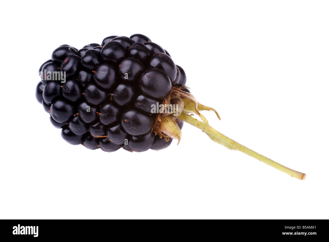 One blackberry hi-res stock photography and images - Alamy