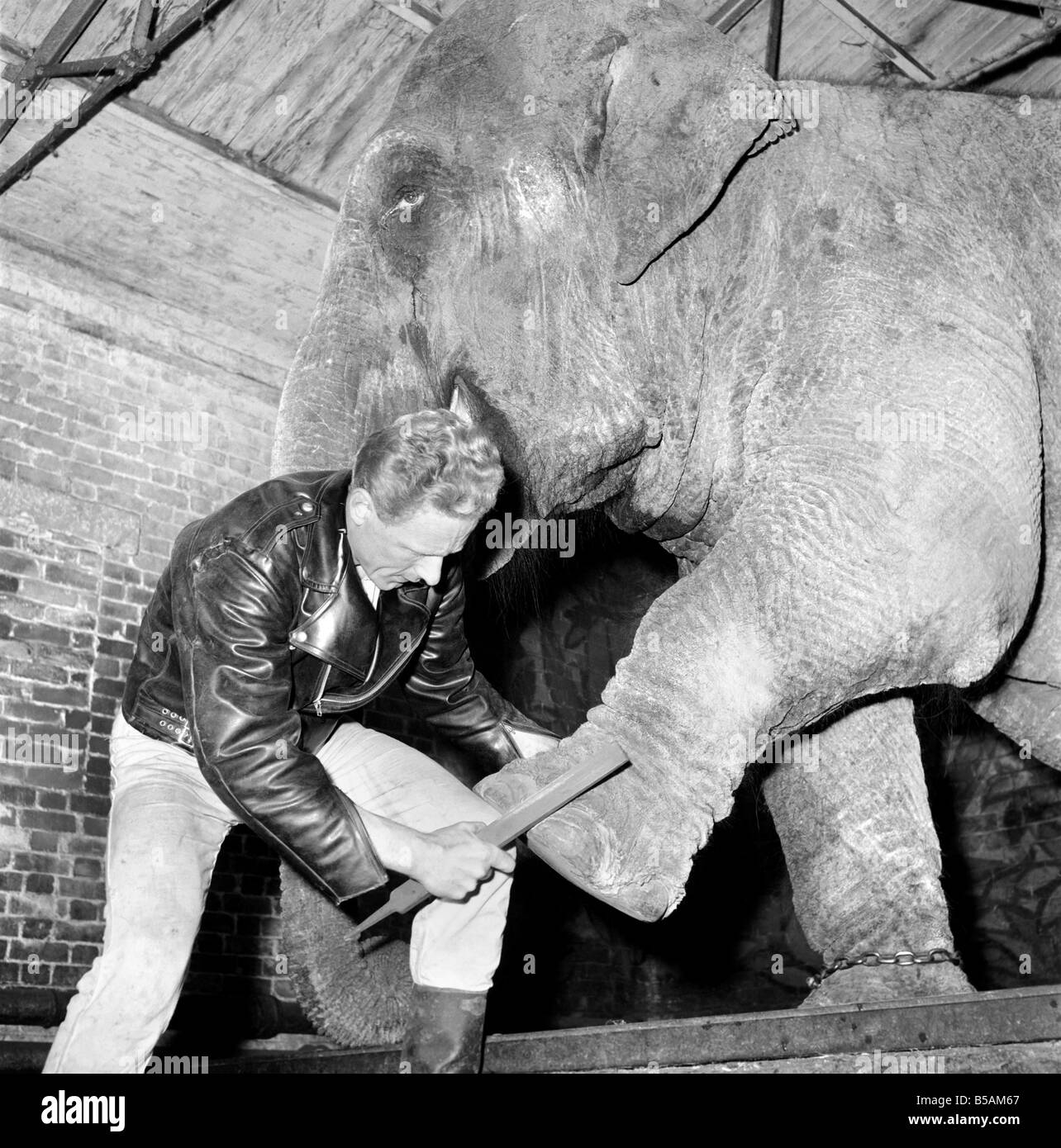 Elephant has a spring make-over at Chessington Zoo. January 1965 C70 ...