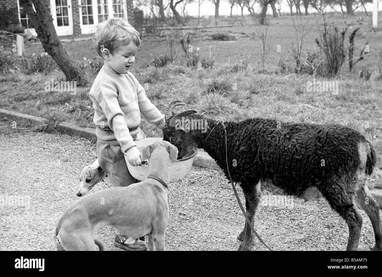 Boy goats hi-res stock photography and images - Alamy