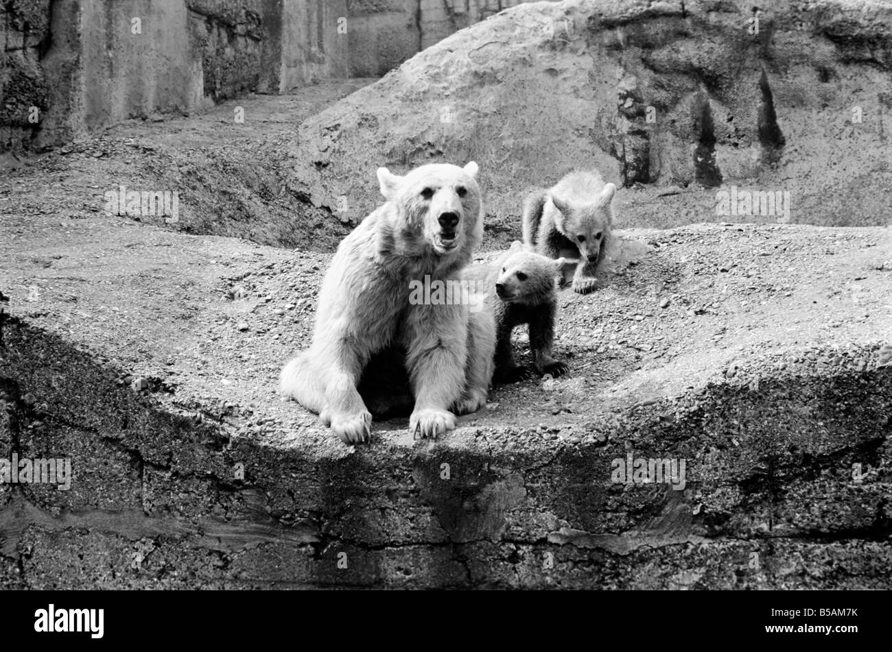 Bear mother and cub Black and White Stock Photos & Images - Alamy