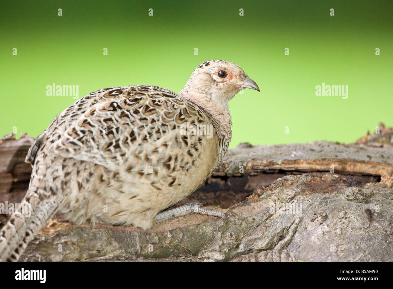 Female Pheasant Sitting on Tree Stump "Phasianus colchicus Stock Photo ...