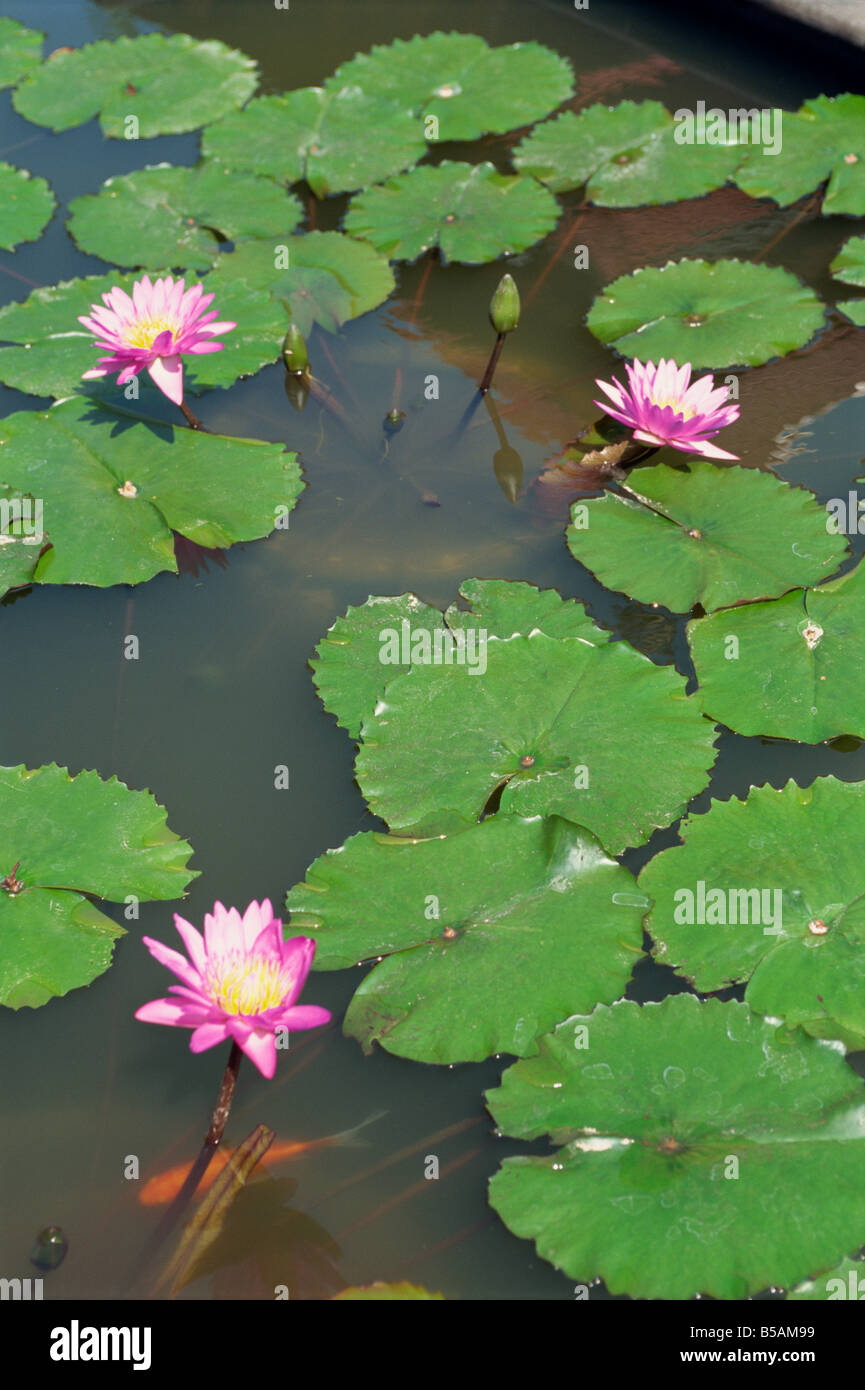 Jogjakarta, Java, Indonesia, Southeast Asia Stock Photo - Alamy