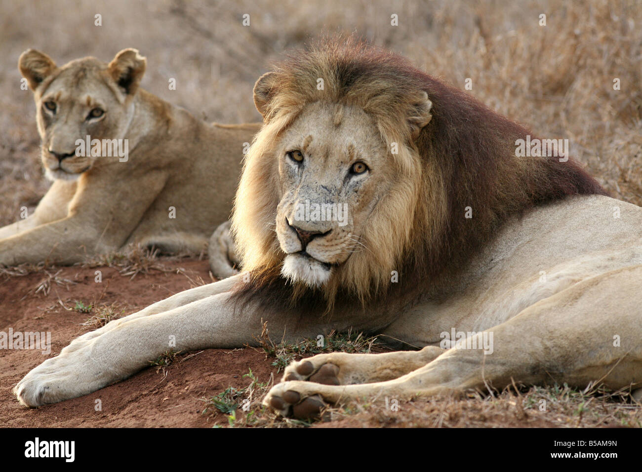 Male lion with lioness, Hlane Royal National Park, Swaziland, Africa ...
