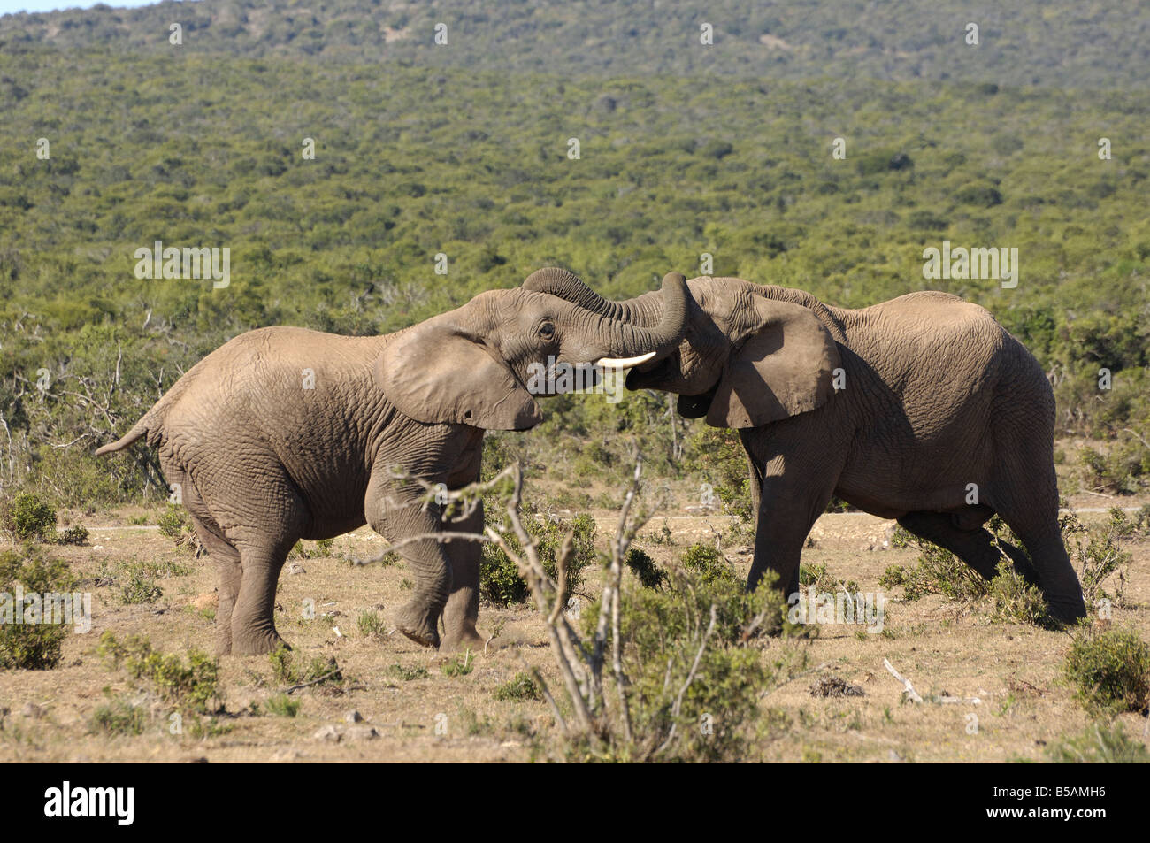 African elephants Addo Elephant Park South Africa Stock Photo - Alamy