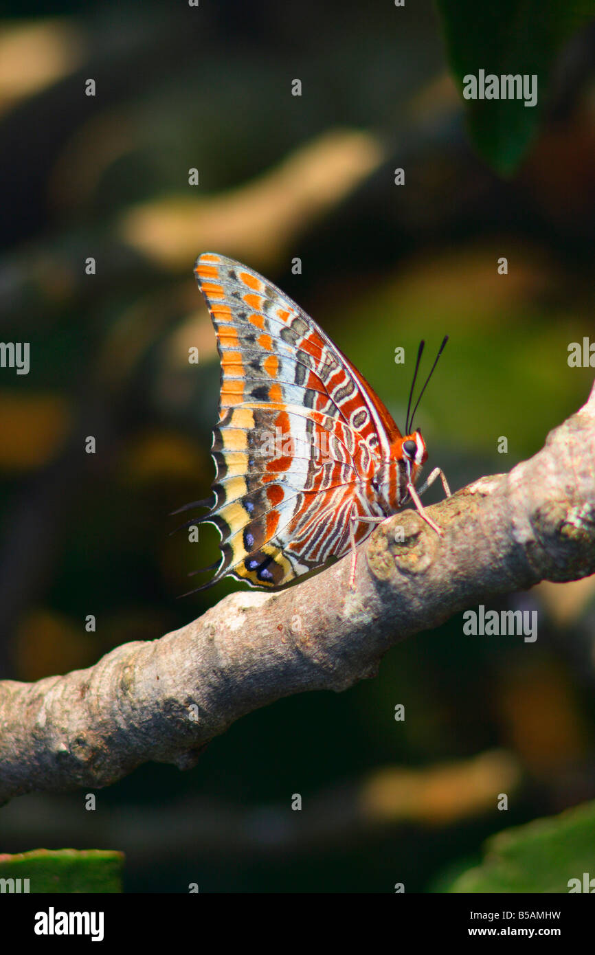 Two-tailed Pasha Butterfly, Charaxes jasius. On stem with closed wings ...