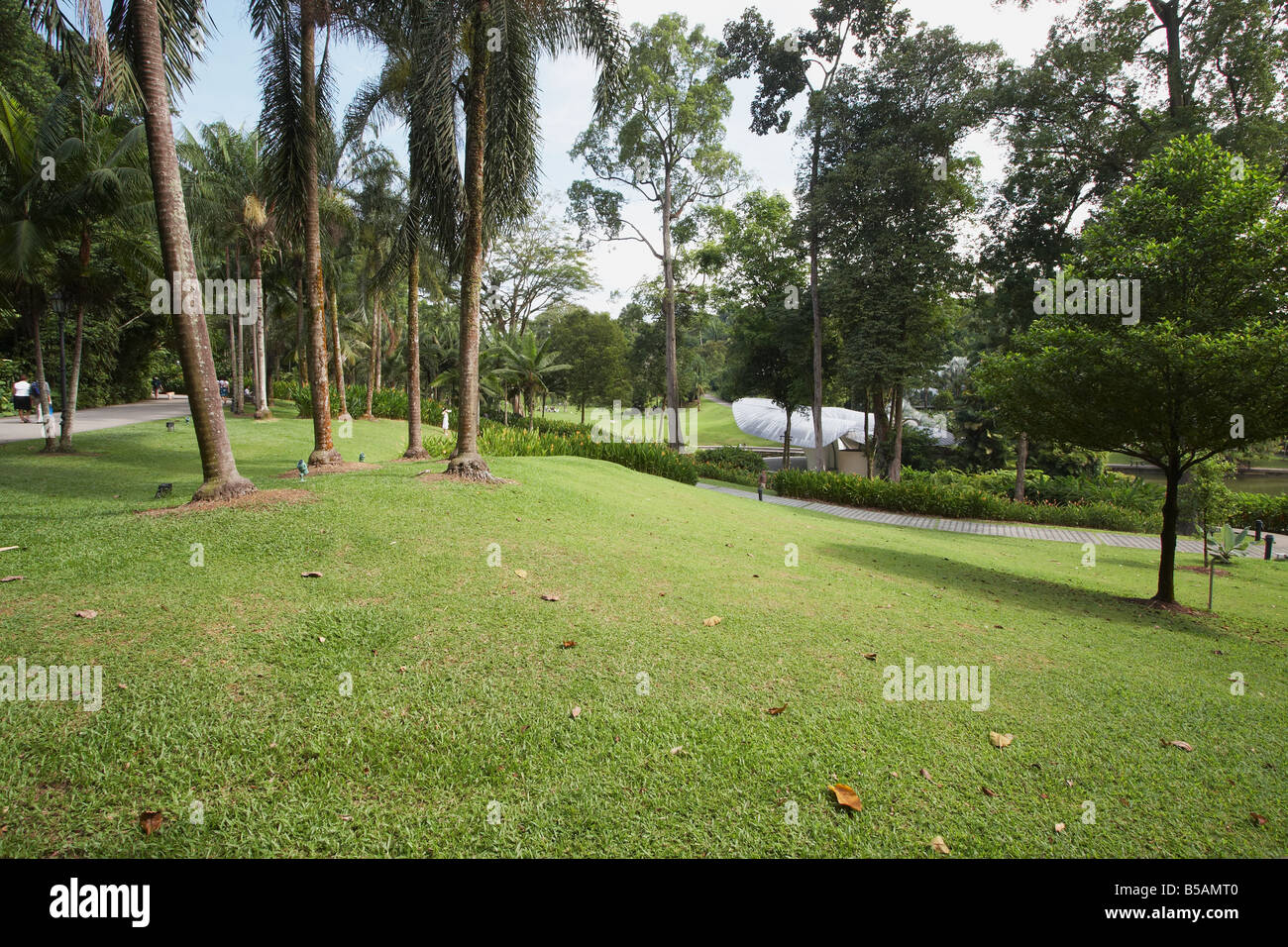 Rain tree singapore botanic gardens hi-res stock photography and images ...