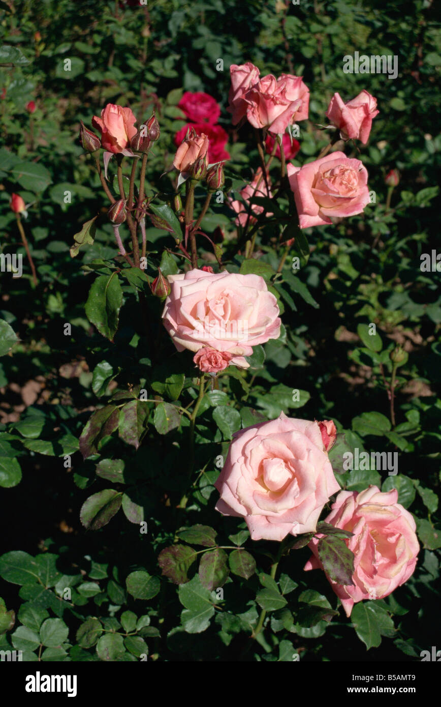 La roseraie hi-res stock photography and images - Alamy