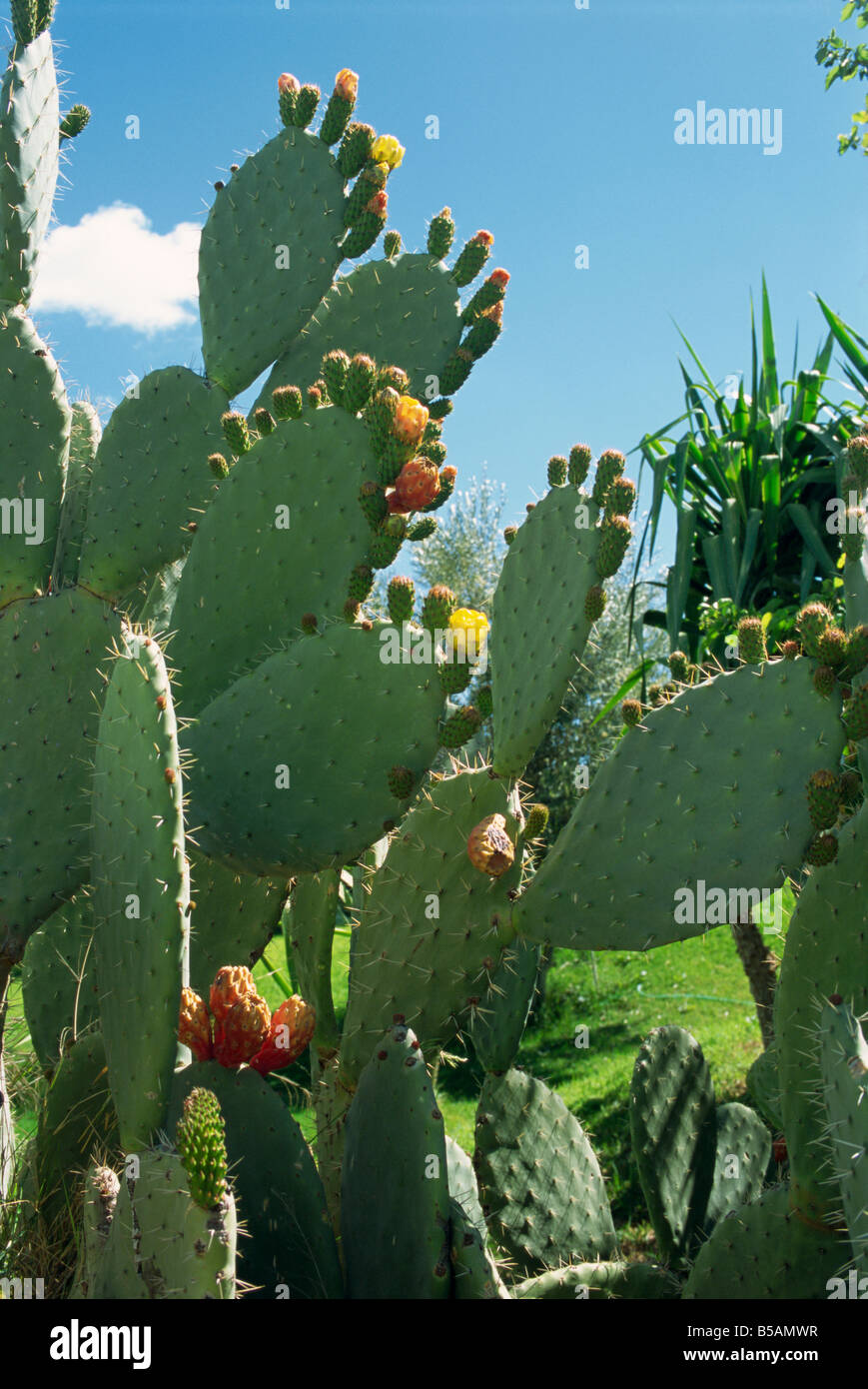 Cactus, Barbary figs, Morocco, North Africa, Africa Stock Photo - Alamy
