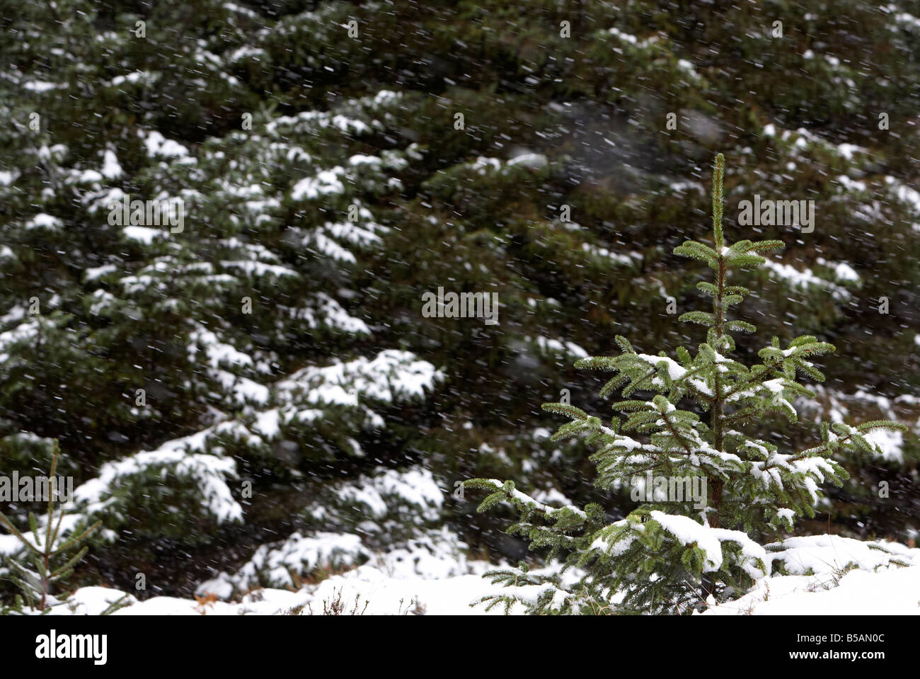 snow falling on young sapling evergreen conifer pine trees in a forest ...