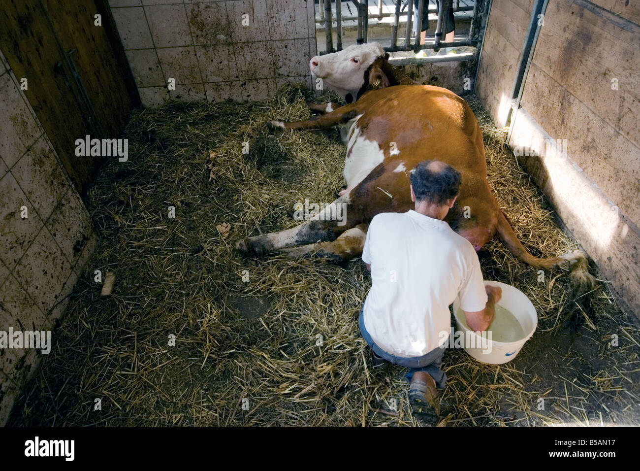 Farmer helping a cow to give birth Stock Photo - Alamy