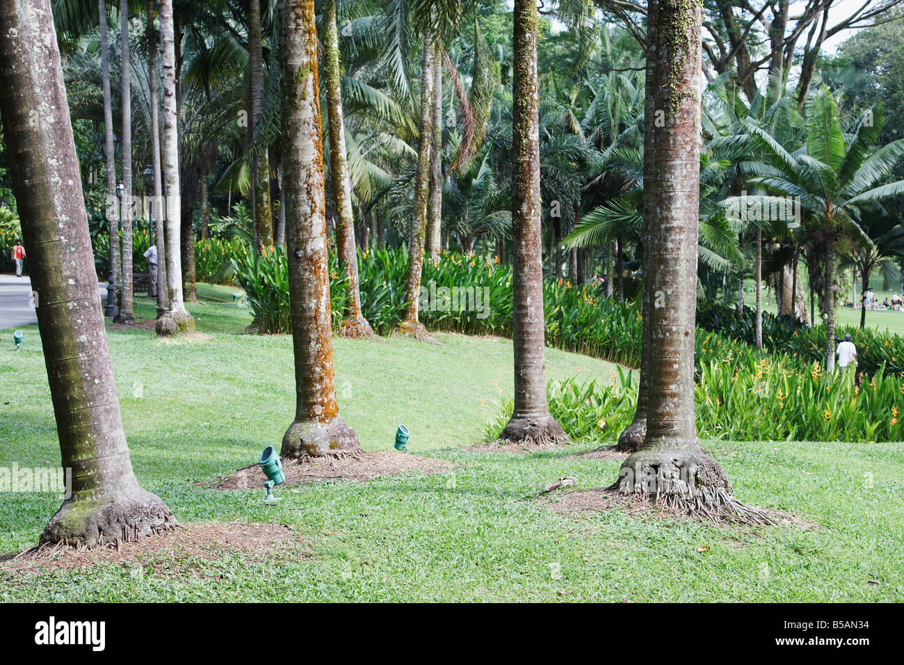 Rain tree singapore botanic gardens hi-res stock photography and images ...