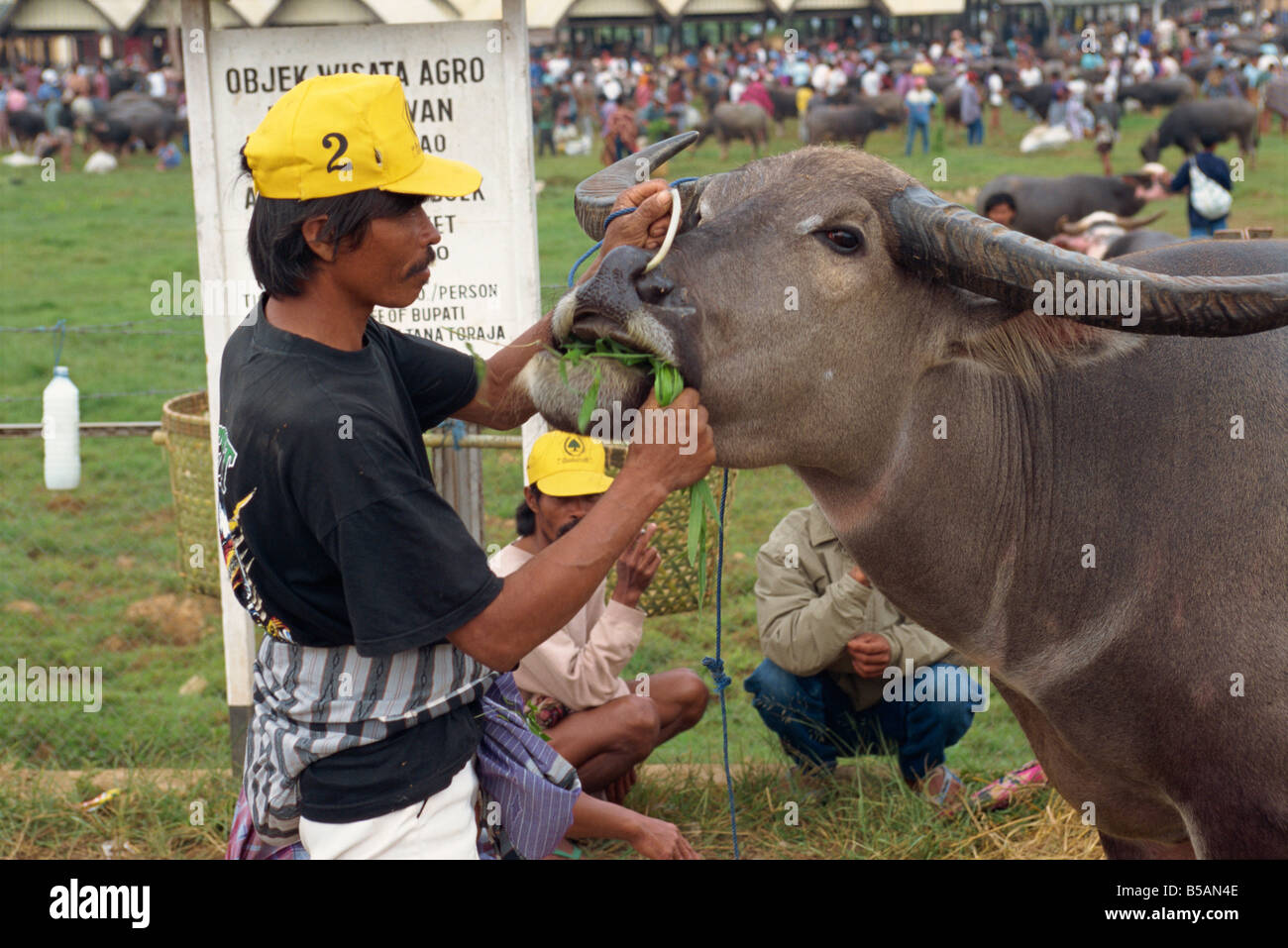 Water buffalo hi-res stock photography and images - Alamy