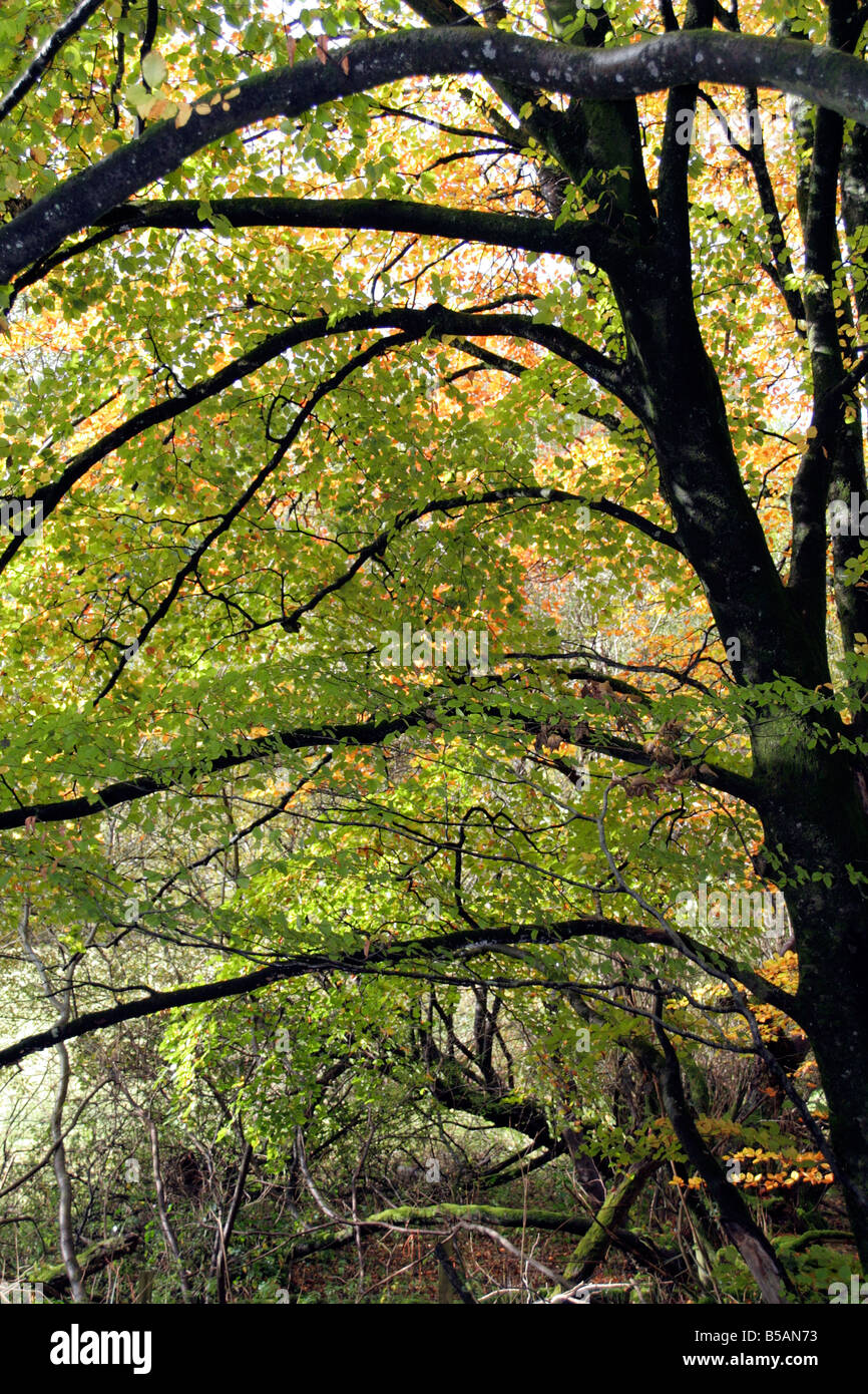 BEECH FAGUS SYLVATICA ON EXMOOR DEVON BACKLIT BY SUNLIGHT Stock Photo ...